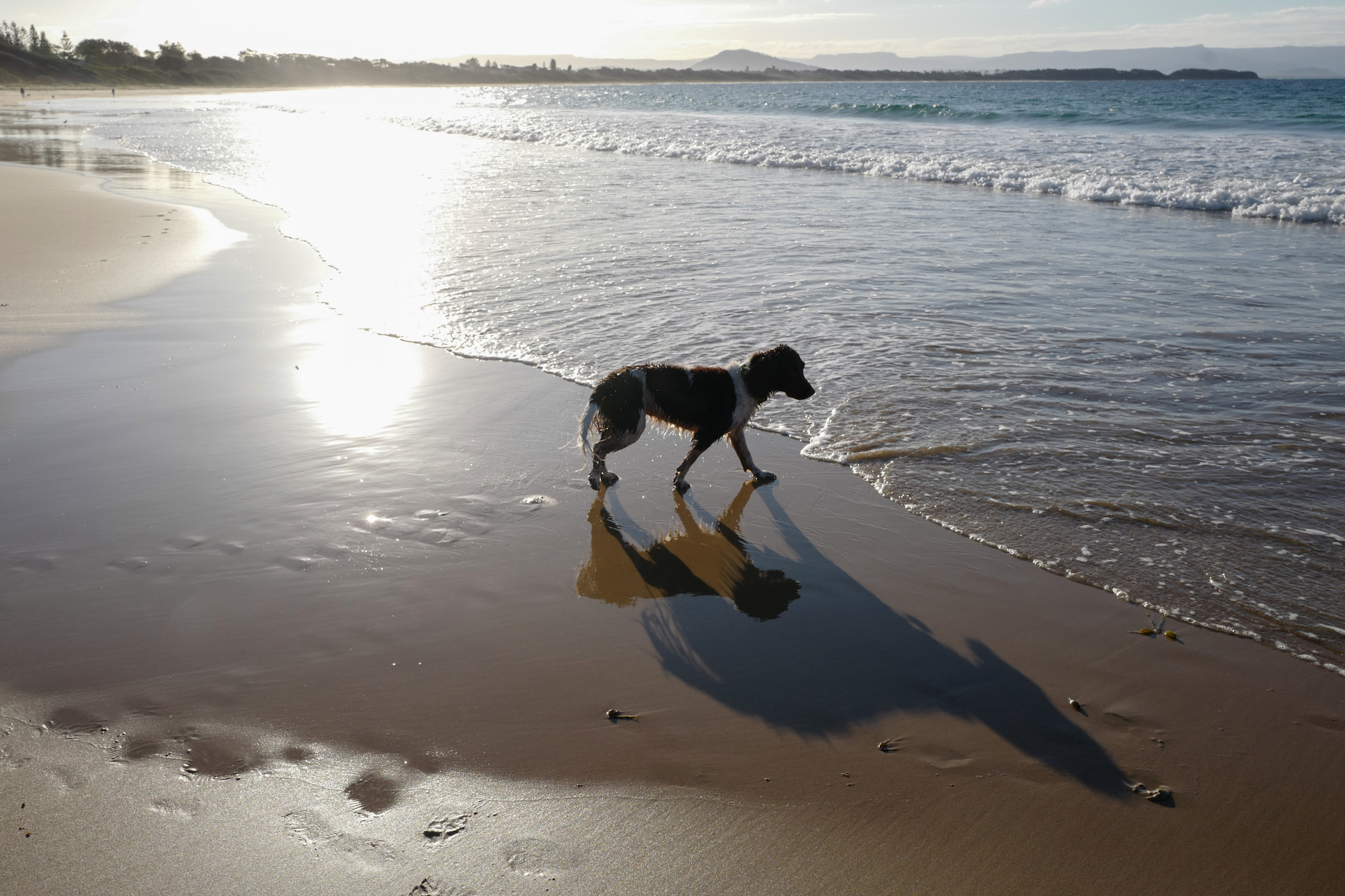 Emily Dickinson: “I Started Early — Took my Dog… | Poetry Foundation