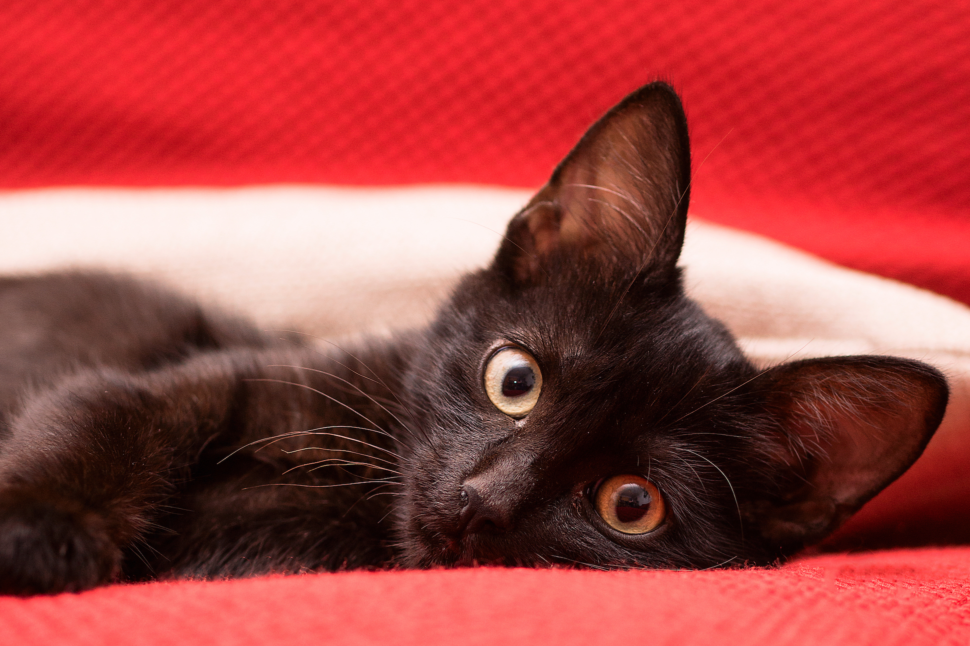 Cat Poems | Poetry Foundation